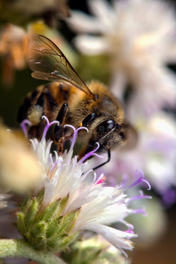 Bee resting on a flower stock photo. Image of plant - 184671606