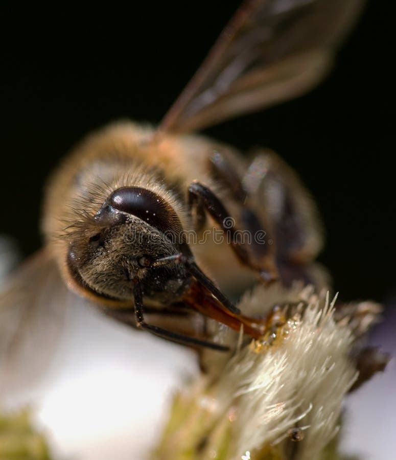 Bee resting on a flower stock image. Image of resting - 184671629
