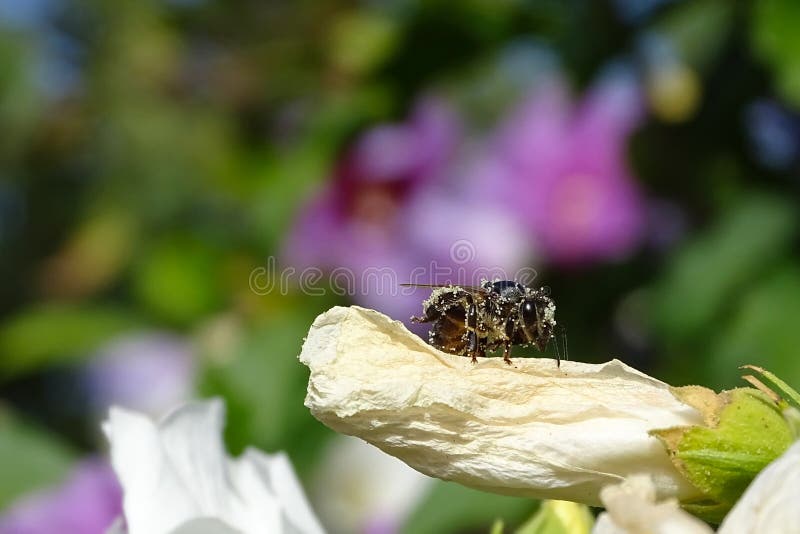 Bee resting on a flower stock image. Image of blossom - 229335663