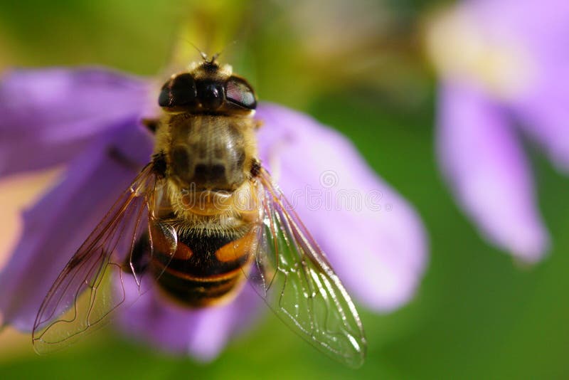 Bee resting on a flower stock image. Image of nature - 256853839
