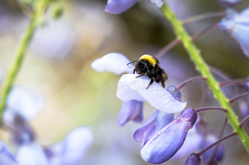 Bee resting on a flower stock image. Image of outdoor - 221708391
