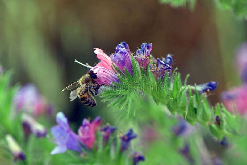 Bee on flower stock photo. Image of color, petal, honeybee - 10705050