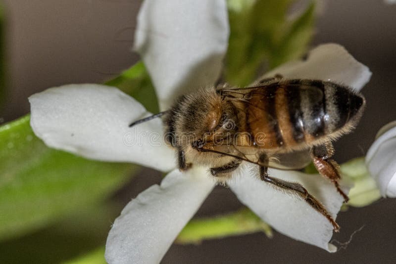 Bee Resting on a Flower during Pollination Stock Image - Image of field ...