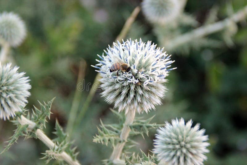 Welcome Spring stock image. Image of spring, tree, welcome - 116959027