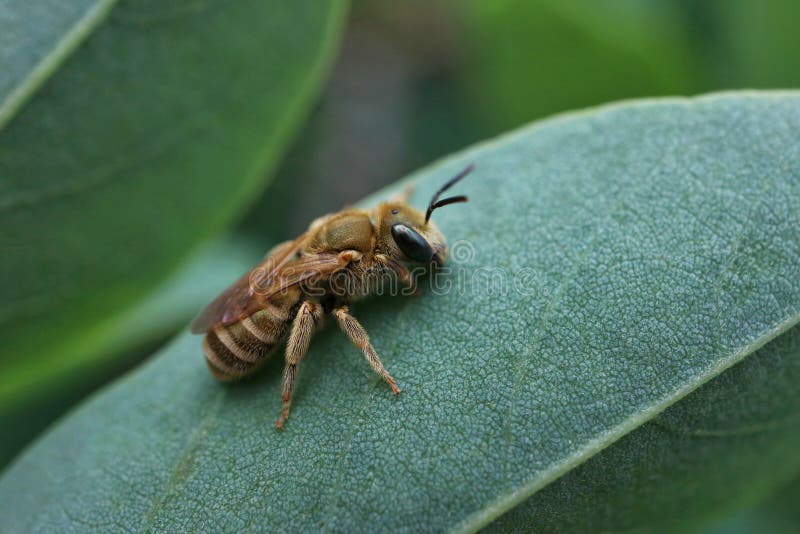 Macro Photography a Bee Sitting on a Leaf Stock Photo - Image of ...