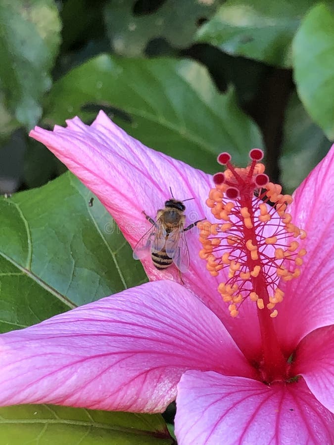 Bee resting on a hibiscus stock image. Image of pink - 225804195