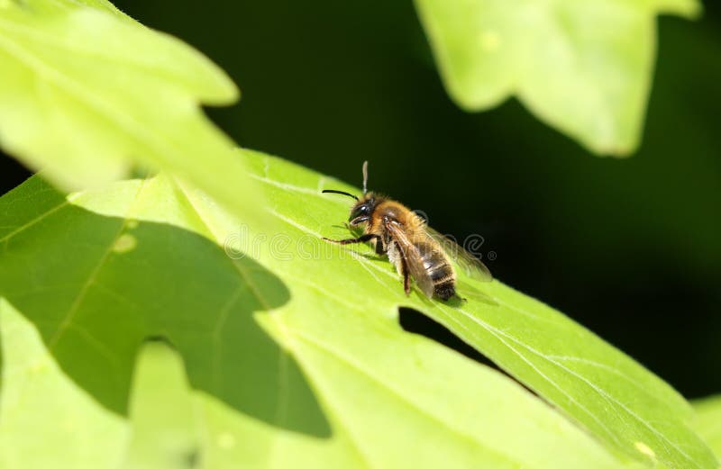 A Bee Resting on a Leaf in Spring in the UK. Stock Image - Image of ...
