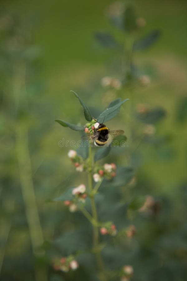 Bee Resting on a Lush Green Foliage in a Meadow Stock Image - Image of ...