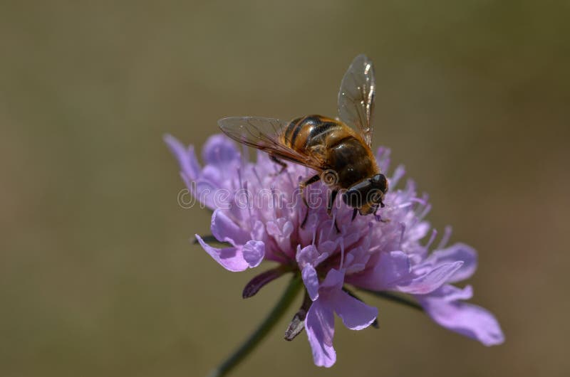 Bee is Resting on the Purple Flower Stock Image - Image of honey ...
