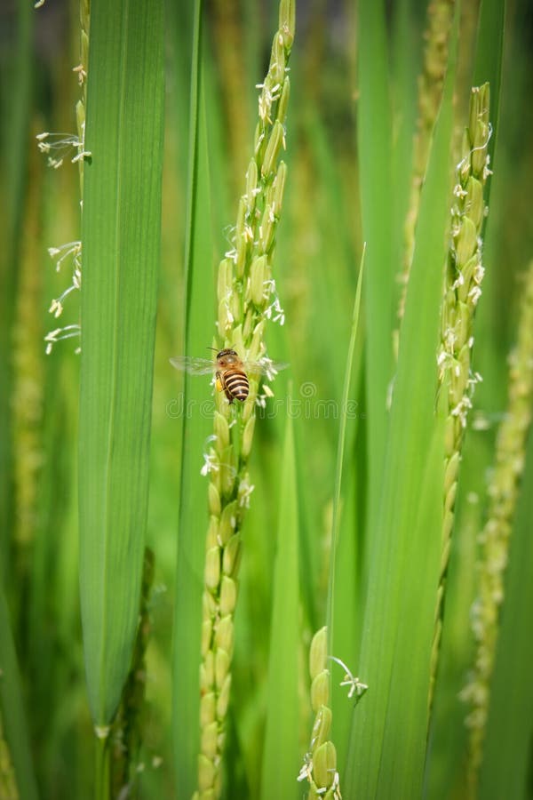 Bee on Rice stalks stock image. Image of green, agricultural - 105211923