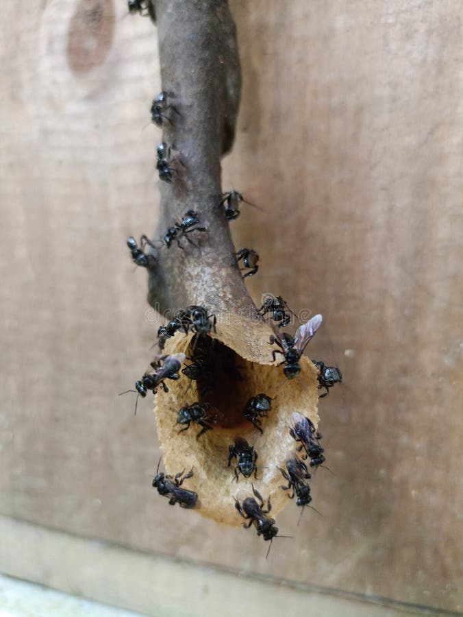 Bee Trigona Itama Nest Nest in Wood Box Stock Image - Image of rigona ...