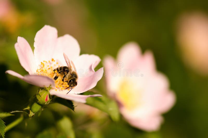 Bee on a rose stock photo. Image of life, nectar, petal - 26182406