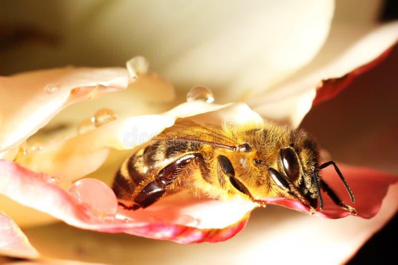Bee with rose stock photo. Image of food, insect, gold - 28257852