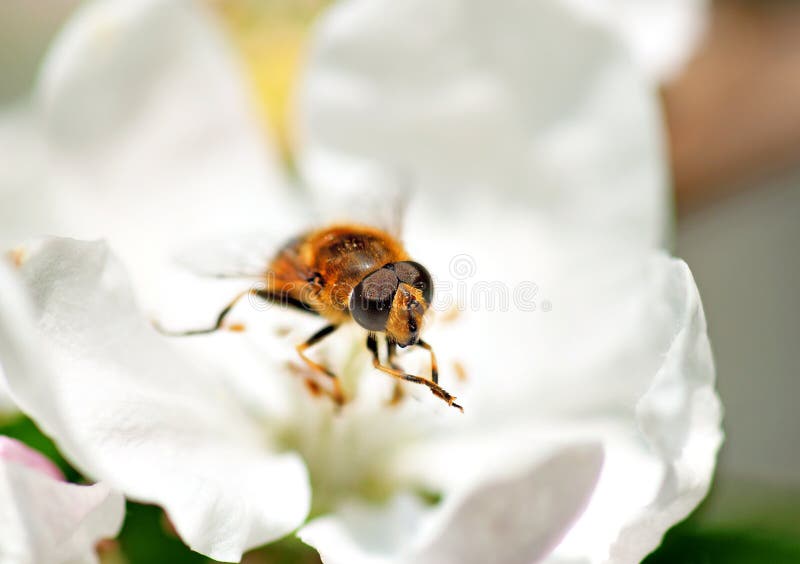 Bee on rose stock image. Image of spring, rose, insect - 29094627