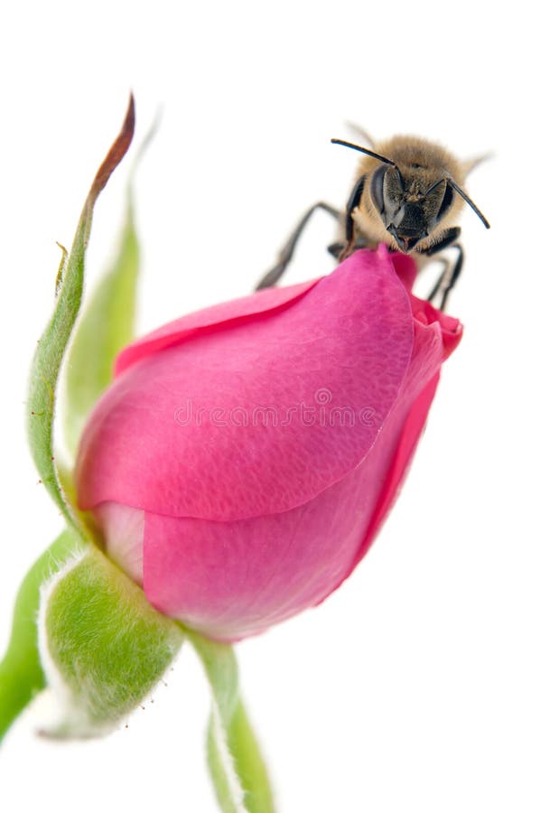 Bee on a rose stock photo. Image of summer, petal, honey - 160218
