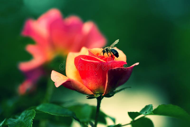 Bee on rose bud. stock image. Image of gather, landscape - 74176011