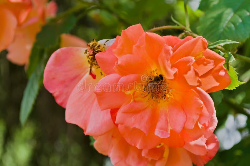 Bee on the rose flower stock image. Image of blooming - 117657591