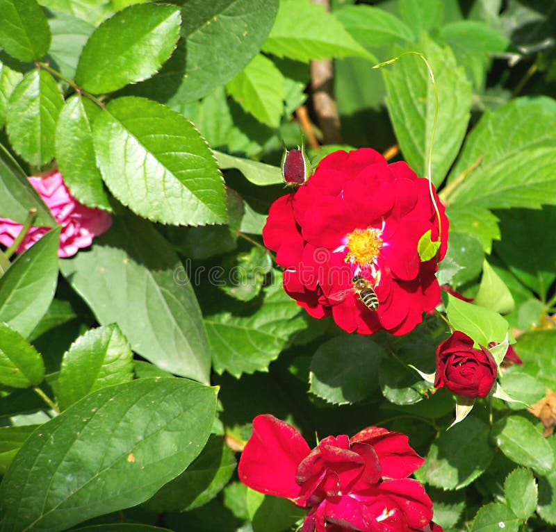 Bee and the rose stock image. Image of zupa, serbia, leaves - 95198193