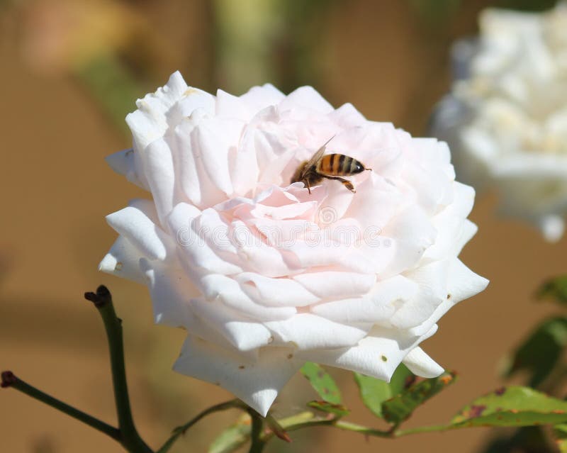 Bee in a rose stock photo. Image of honeybee, pretty - 113687654
