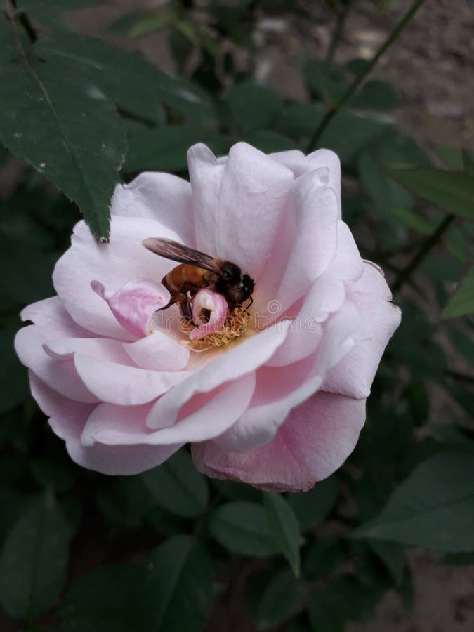 Bee Rose stock photo. Image of rose, nature, origine - 138401892