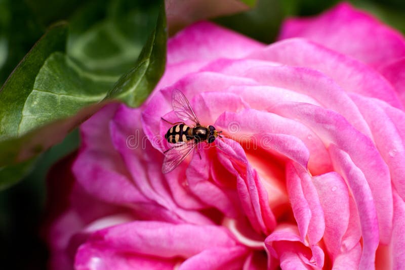 Bee on rose stock image. Image of honeycomb, greenery - 95143549