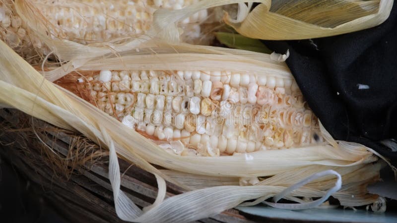 Bee on Rotten Corn or Maize Stock Video - Video of cereal, farm: 195730005