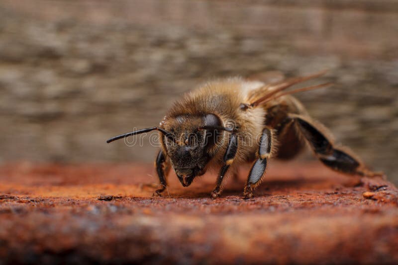 Mean Looking Bee Logo Stock Photos - Free & Royalty-Free Stock Photos ...