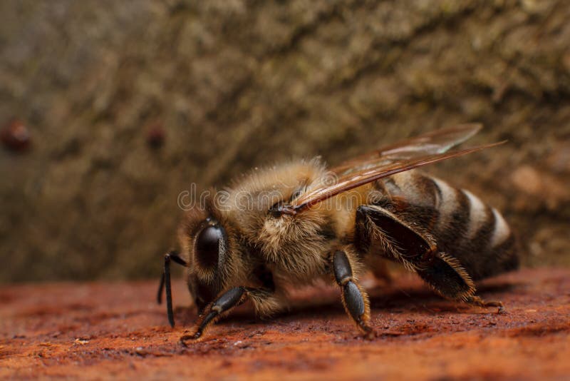 Mean Looking Bee Logo Stock Photos - Free & Royalty-Free Stock Photos ...