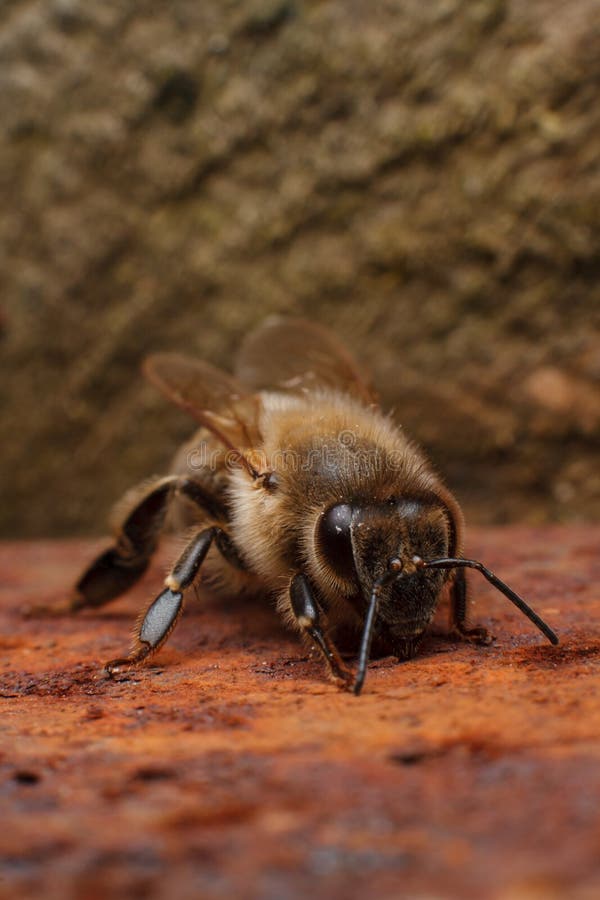 Mean Looking Bee Logo Stock Photos - Free & Royalty-Free Stock Photos ...