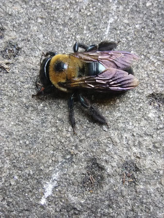 Bee2 stock photo. Image of bee2, nature, insects - 118629492