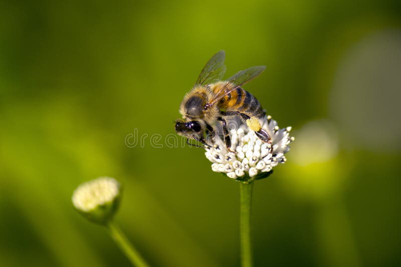 A bee s breakfast stock image. Image of bokeh, macro - 29366039