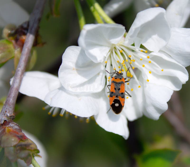The Bee S Flight To the Cherry Tree S Spring Flower in the Park Stock ...