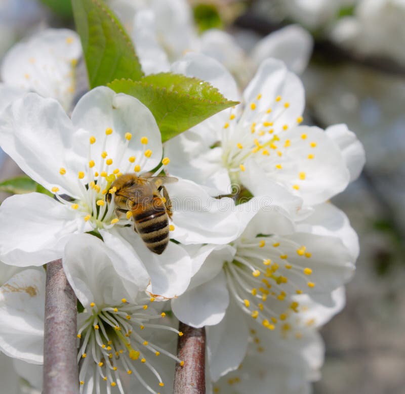 The Bee S Flight To the Cherry Tree S Spring Flower in the Park Stock ...