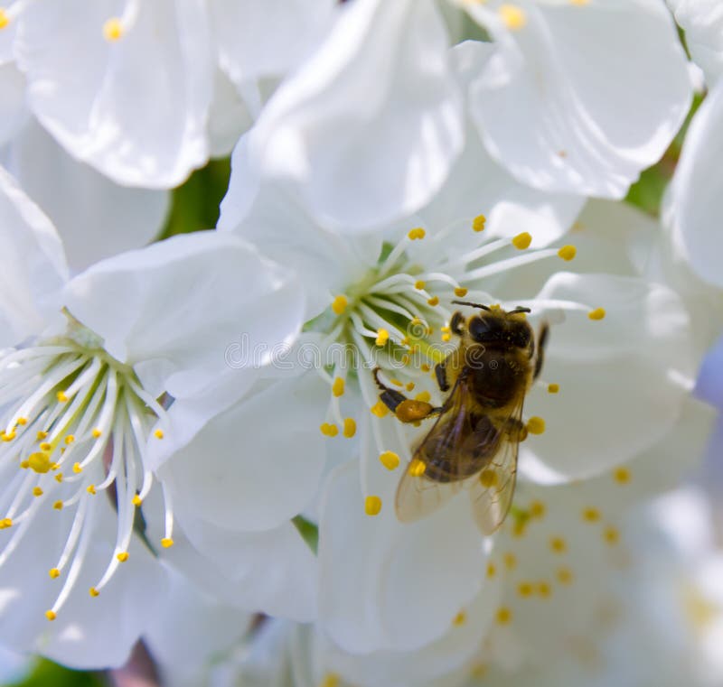 The Bee S Flight To the Cherry Tree S Spring Flower in the Park Stock ...