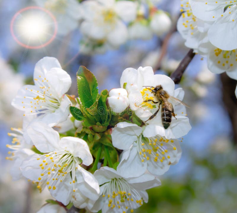 The Bee S Flight To the Cherry Tree S Spring Flower in the Park Stock ...