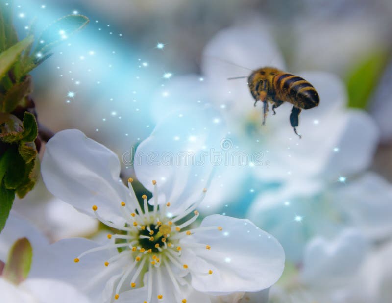The Bee S Flight To the Cherry Tree S Spring Flower in the Park Stock ...