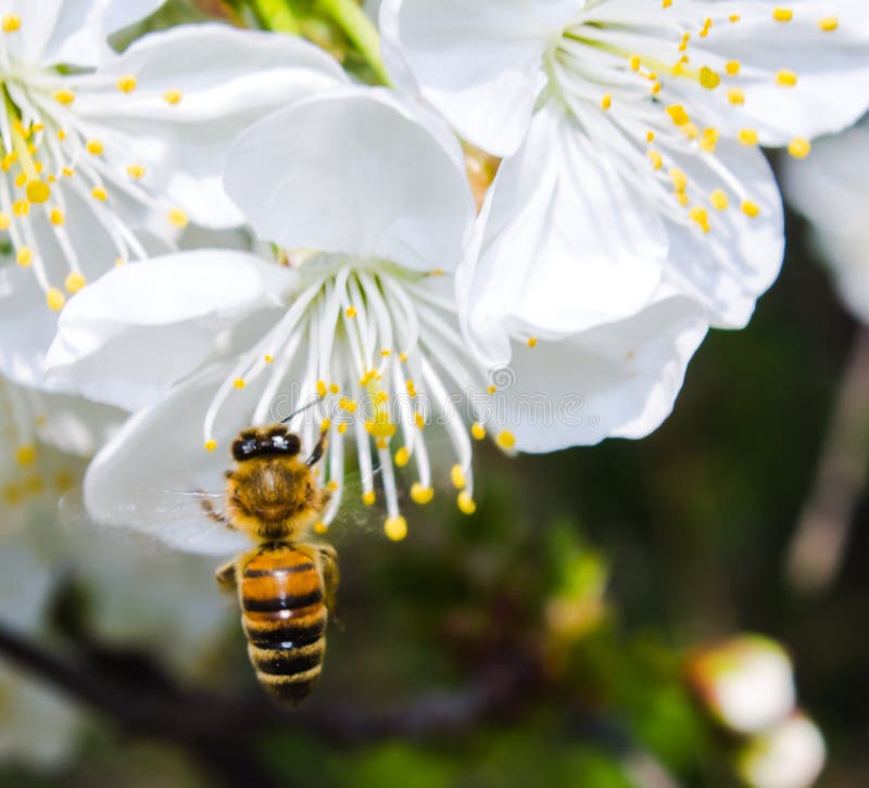 The Bee S Flight To the Cherry Tree S Spring Flower in the Park Stock ...