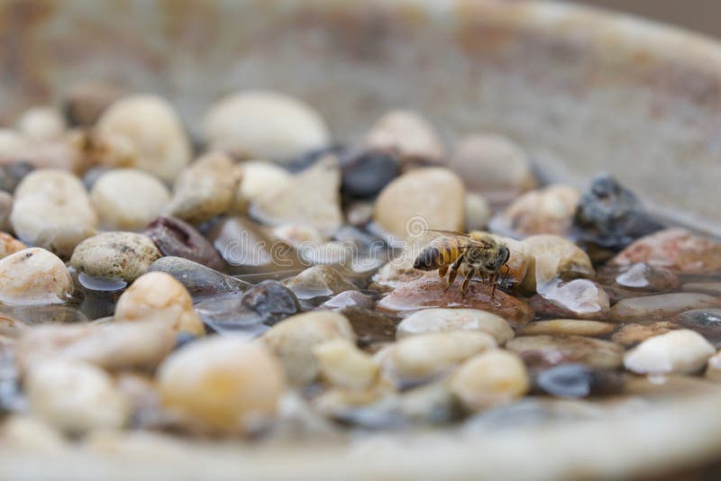 Bee Safe on Pebbles Drinking Water Stock Image - Image of ocean, system ...
