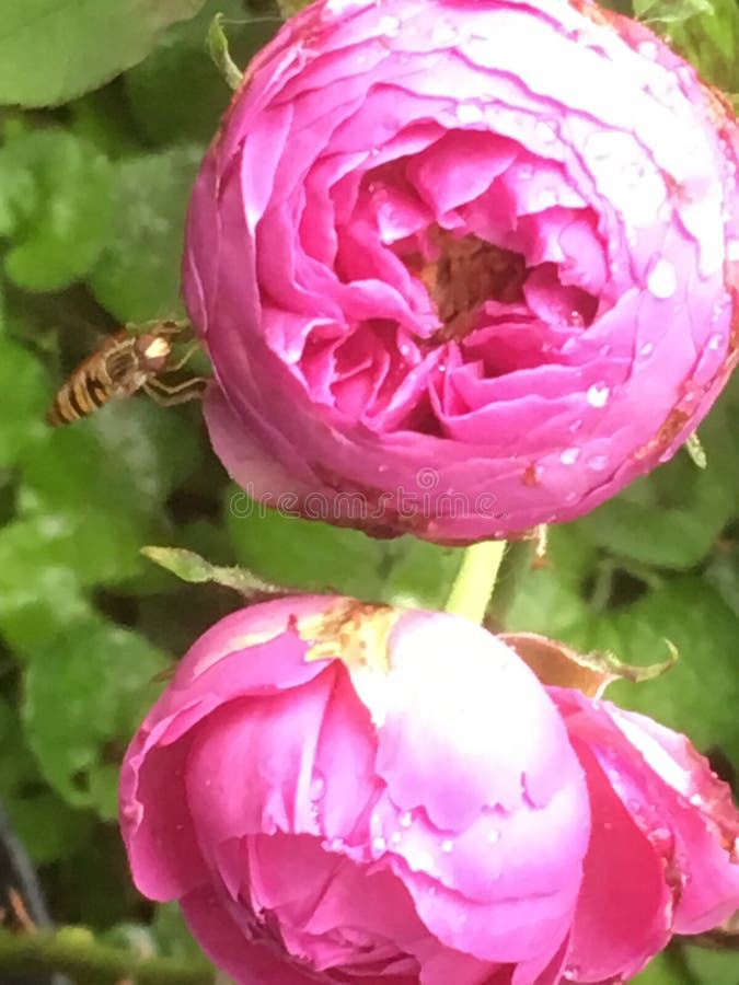 Bee & Scented Rose stock image. Image of mother, young - 97942387
