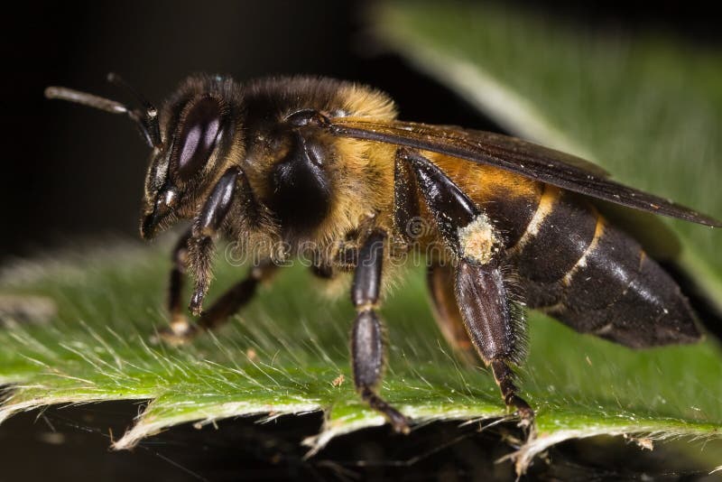 Honeybee stock photo. Image of nature, insect, feeding - 21394112