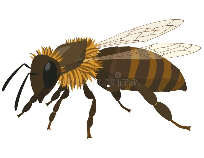 Bee Side View Stock Illustrations – 427 Bee Side View Stock ...