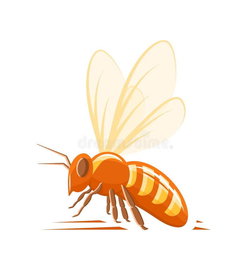 Bee Side View Stock Illustrations – 163 Bee Side View Stock ...