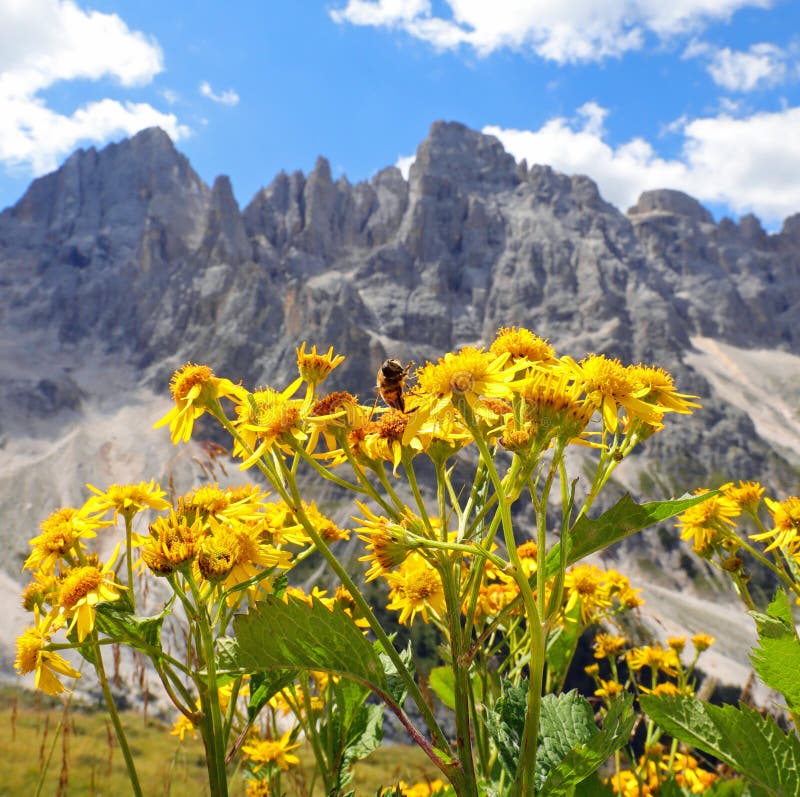 Bee Sips Nectar from an Arnica Montana Flower with the Alps in the ...
