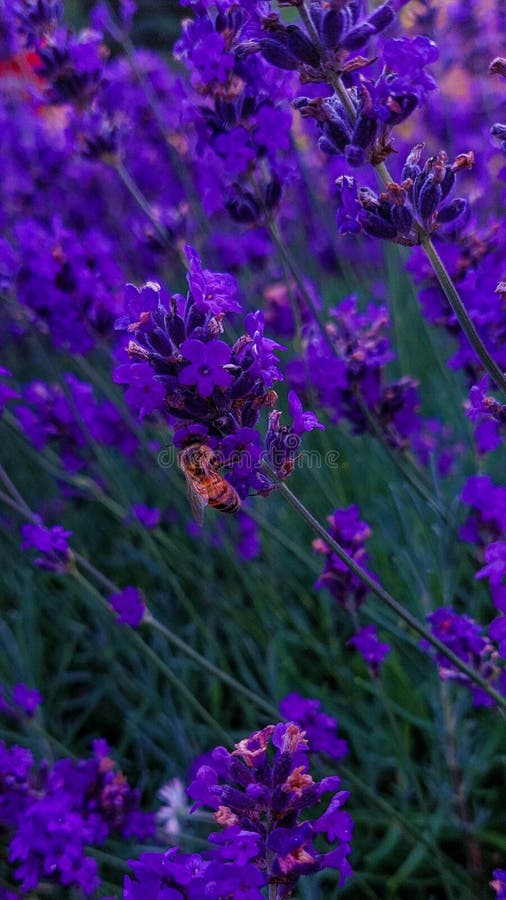 A Bee Sits on a Blooming Purple Wildflower Stock Photo - Image of ...
