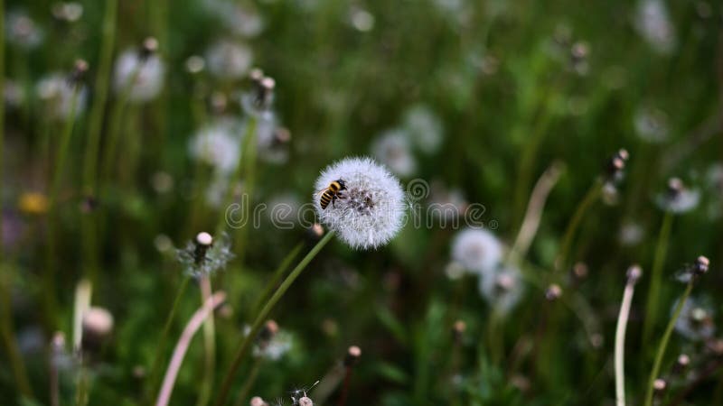 Bee Sits on a Dandelion, Dandelion Fluff with a Bee Stock Image - Image ...