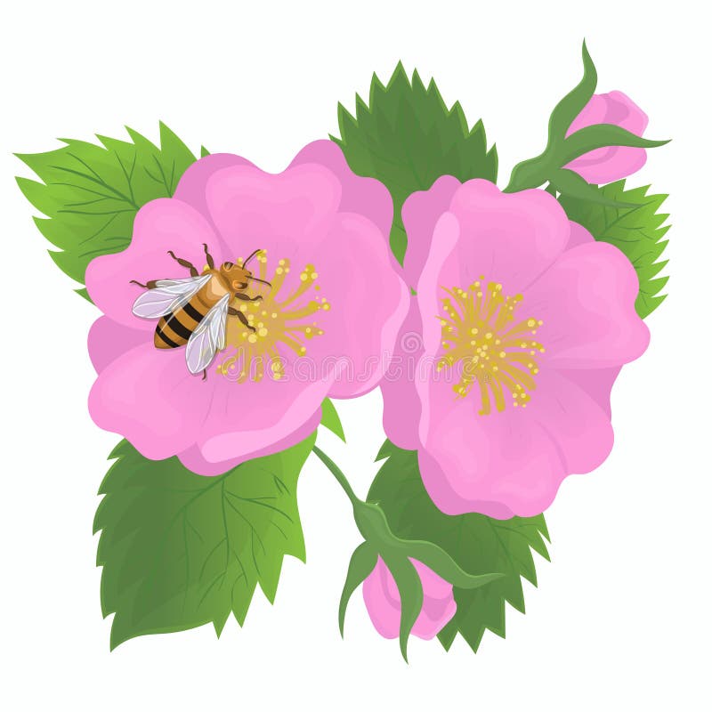 Bee Rose Stock Illustrations – 952 Bee Rose Stock Illustrations ...