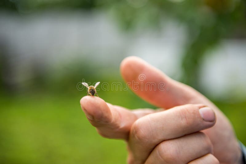 Bee sits on a finger stock image. Image of field, honeybee - 174463809