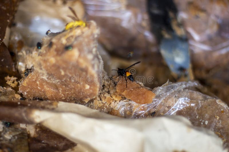 The Bee is Sitting on Date Molasses Stock Image - Image of blur ...