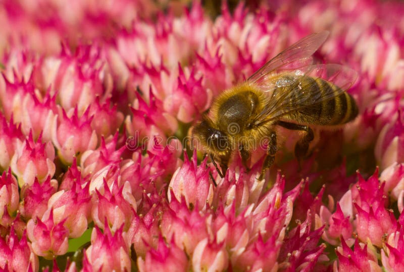 Bee Sitting on a Flower Blossom Stock Image - Image of closeup, insect ...