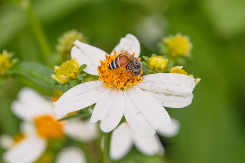 A Bee is Sitting on a Flower Drinking Nectar Stock Photo - Image of ...